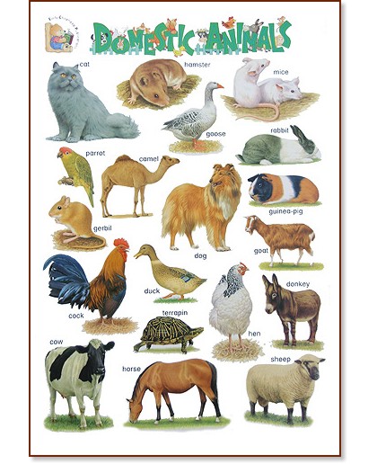 Стенно учебно табло на английски език: Domestic Animals - store.bg