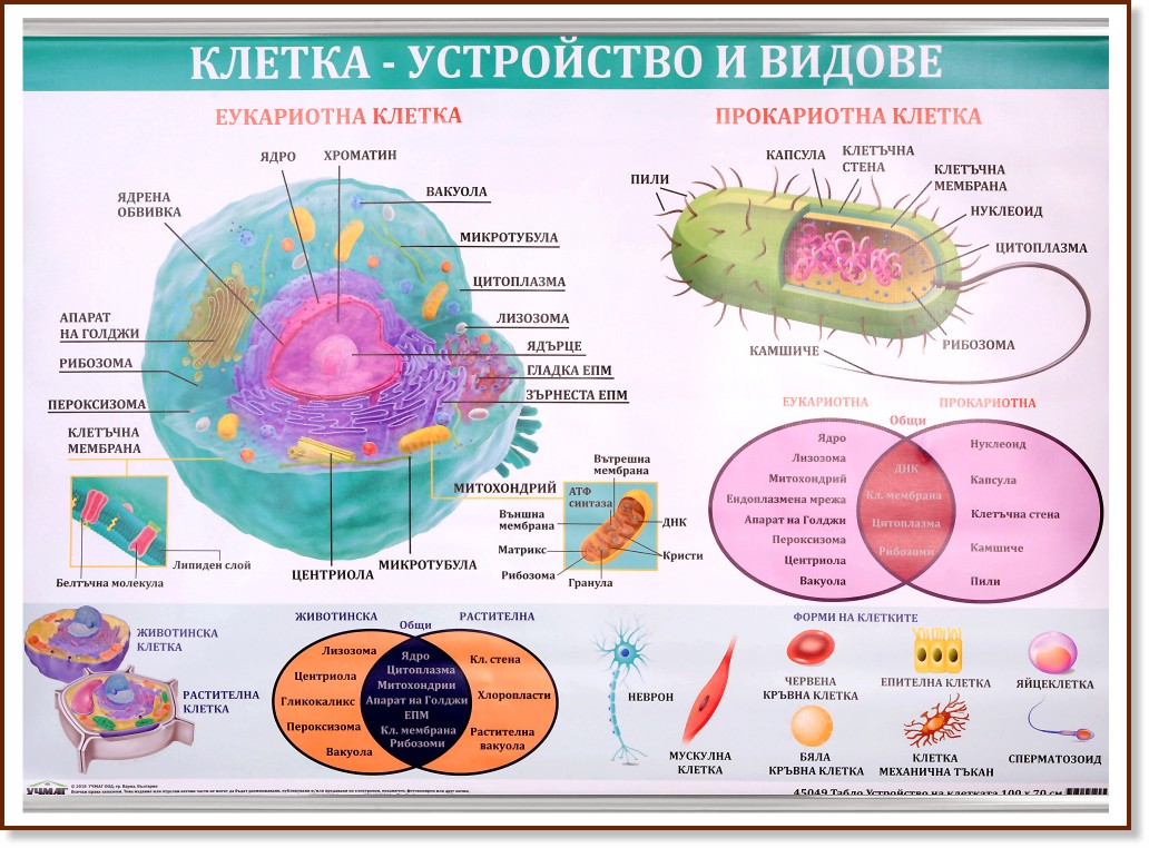 Учебно табло: Клетка - устройство и видове - store.bg