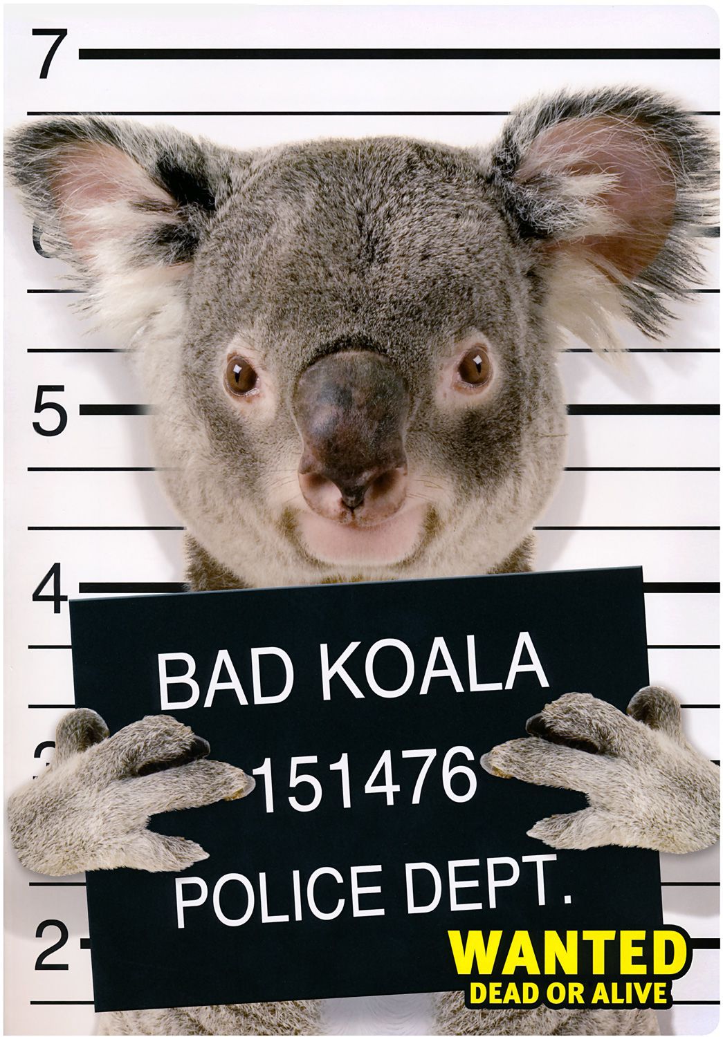 Ученическа тетрадка - Bad Koala - Формат A4 - - store.bg