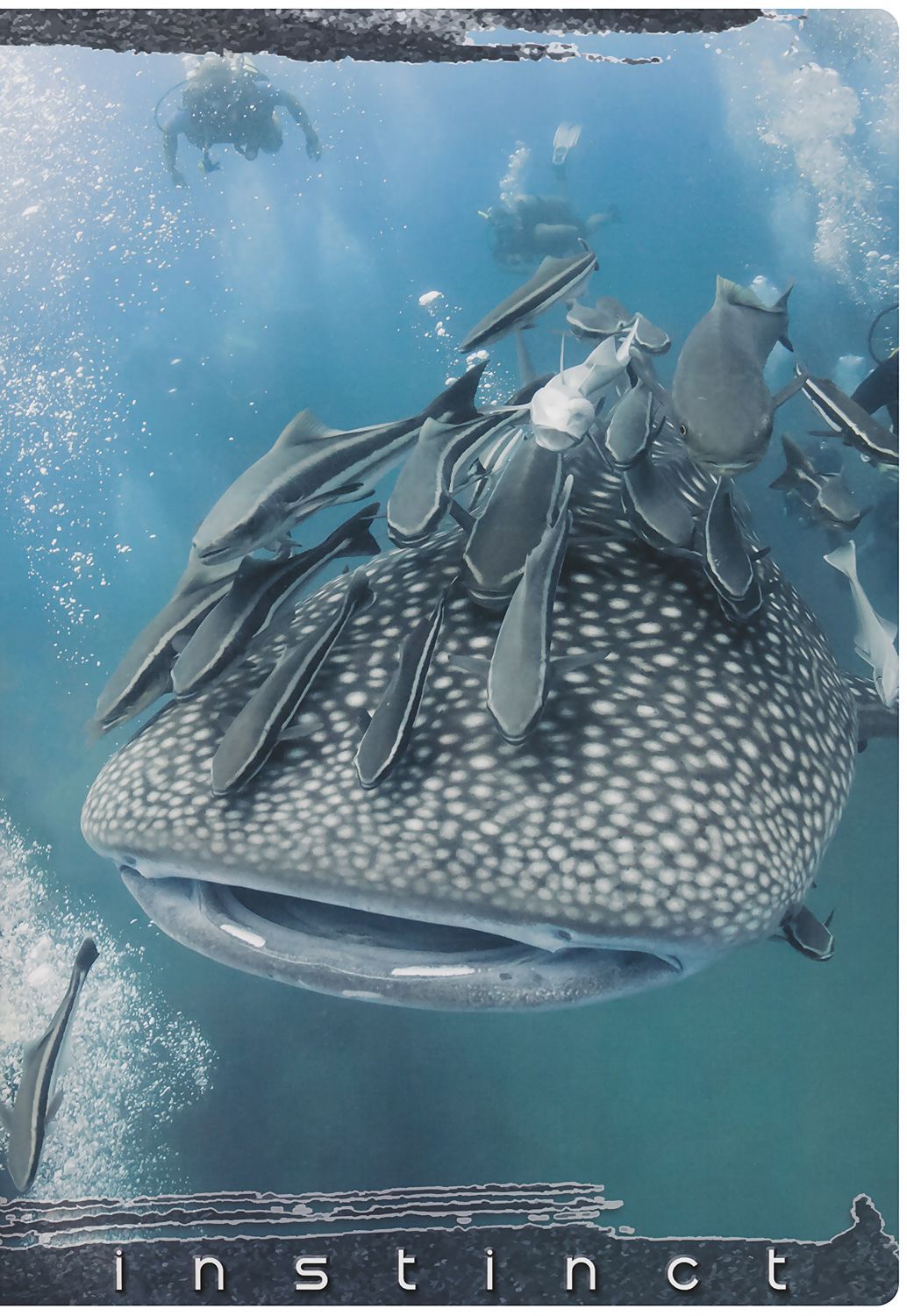 Ученическа тетрадка - Китова акула - - store.bg