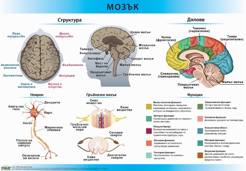 Учебно табло: Мозък - store.bg