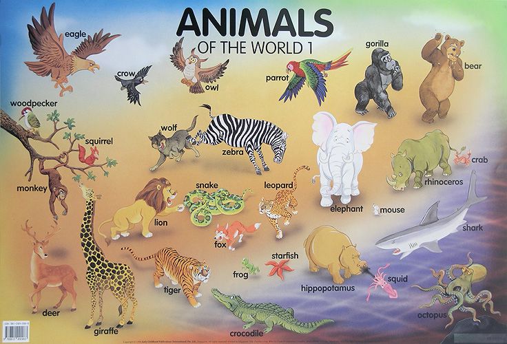 Стенно табло на английски език: Animals of the World 1 - store.bg