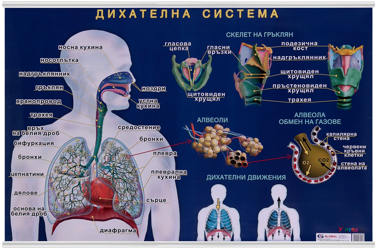 Голямо стенно табло: Дихателна система - store.bg