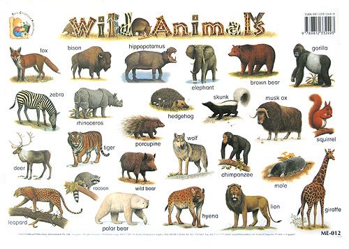 Малко стенно табло на английски език: Wild Animals - store.bg