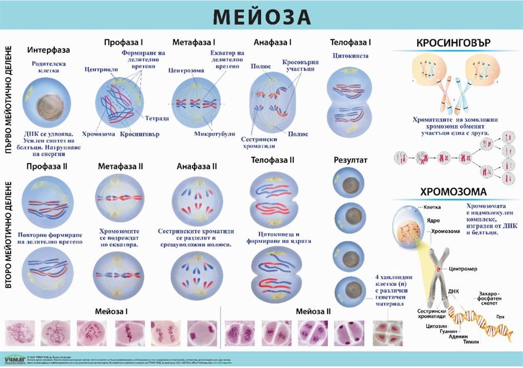 Голямо стенно табло: Мейоза - 100 x 70 cm - store.bg